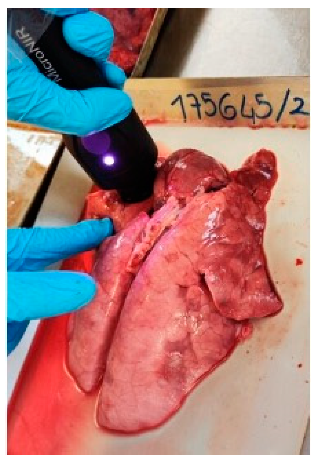Feasibility of Near-Infrared Spectroscopy in the Classification of Pig Lung Lesions | MDPI