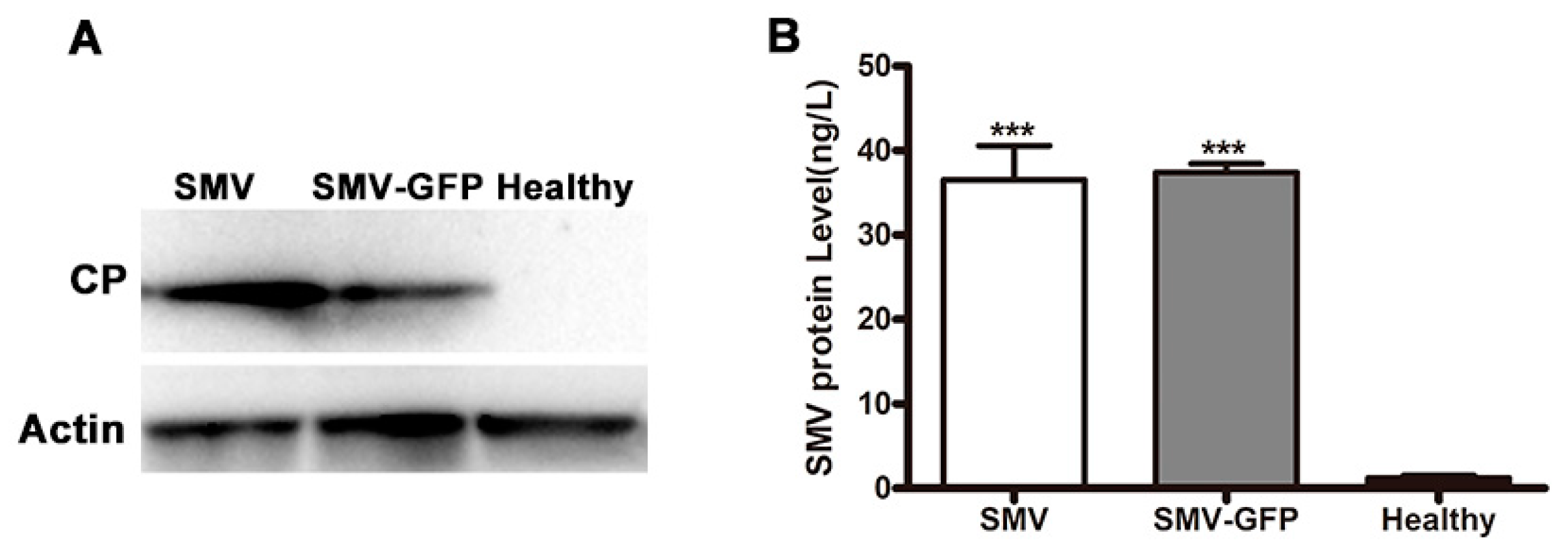 Synthesis of Full-Length cDNA Infectious Clones of Soybean Mosaic Virus ...