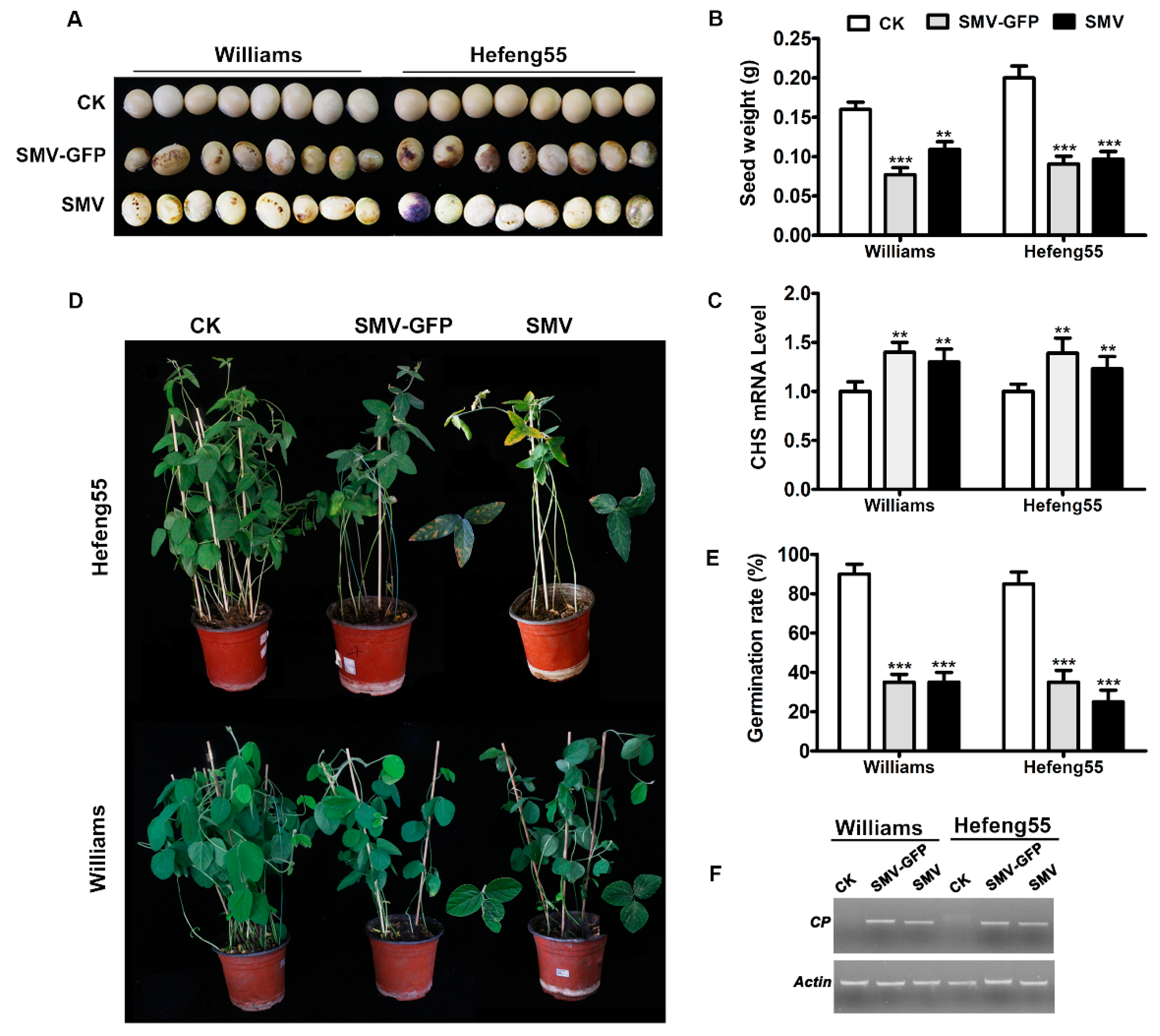 Synthesis of Full-Length cDNA Infectious Clones of Soybean Mosaic Virus ...