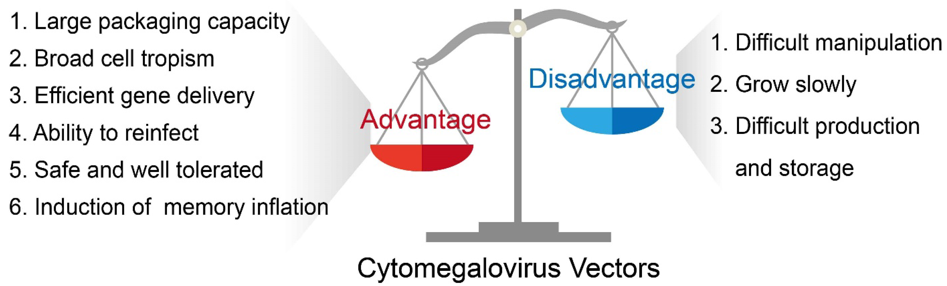 Exploring the Potential of Cytomegalovirus-Based Vectors: A Review | MDPI