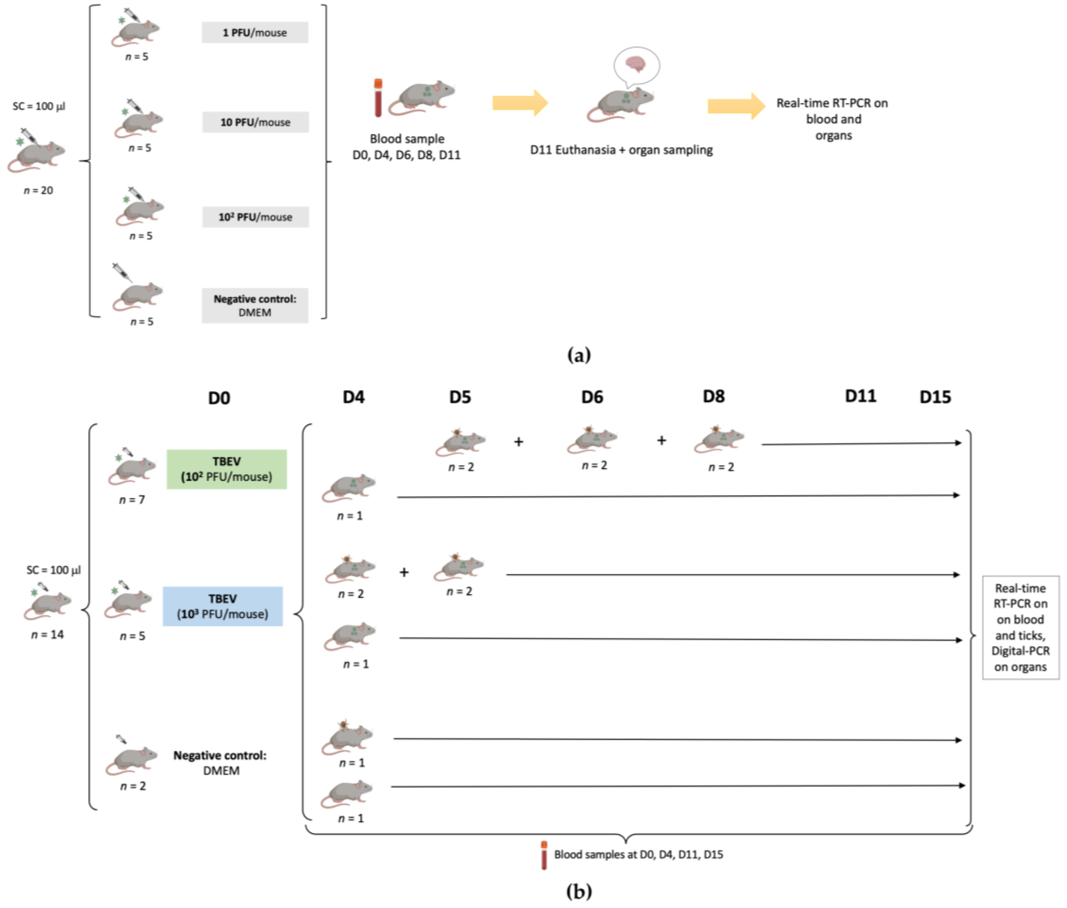 Exploring the Susceptibility of C3H Mice to Tick-Borne Encephalitis ...