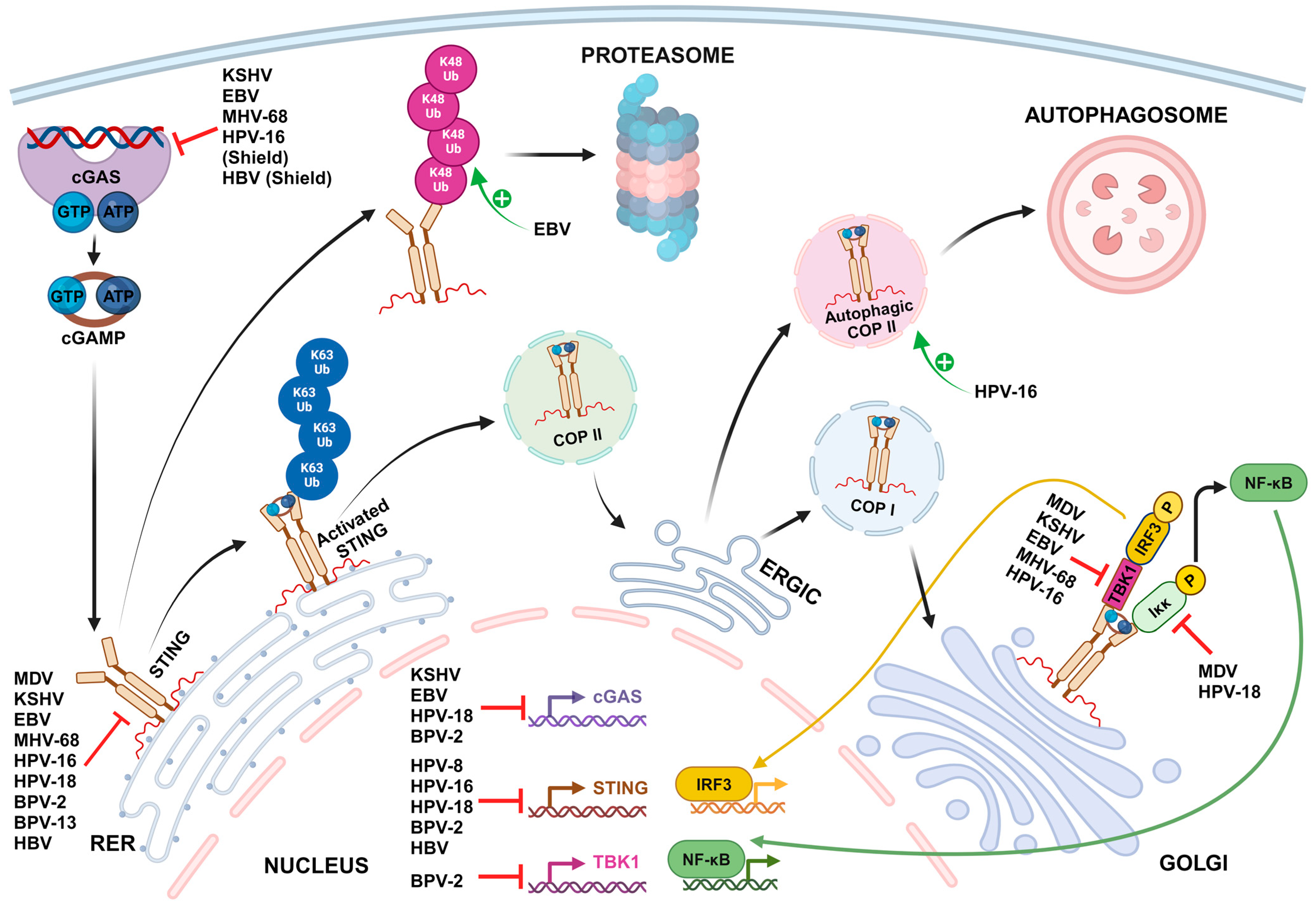 STINGing Defenses: Unmasking the Mechanisms of DNA Oncovirus-Mediated ...