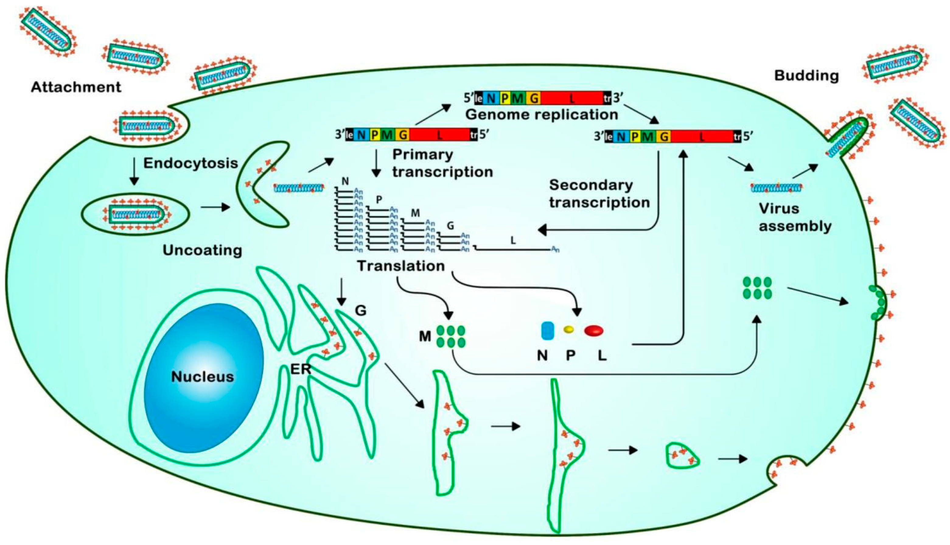 Vesicular Stomatitis Virus: Insights into Pathogenesis, Immune Evasion ...