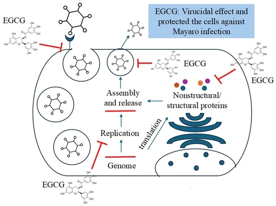 In Vitro Evaluation of the Antiviral Activity of Polyphenol ...
