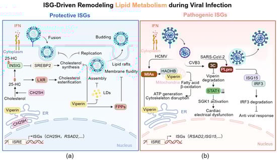 Beyond Viral Restriction: The Metabolic Dimensions of Interferon ...