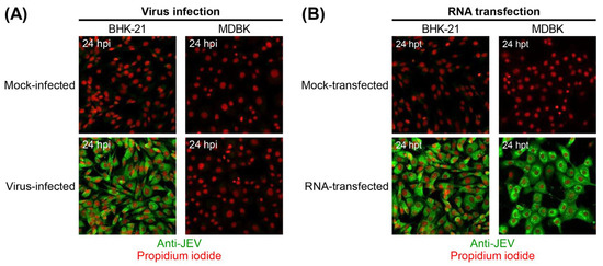 A Bovine Cell Line Resistant to Japanese Encephalitis Virus Entry but ...