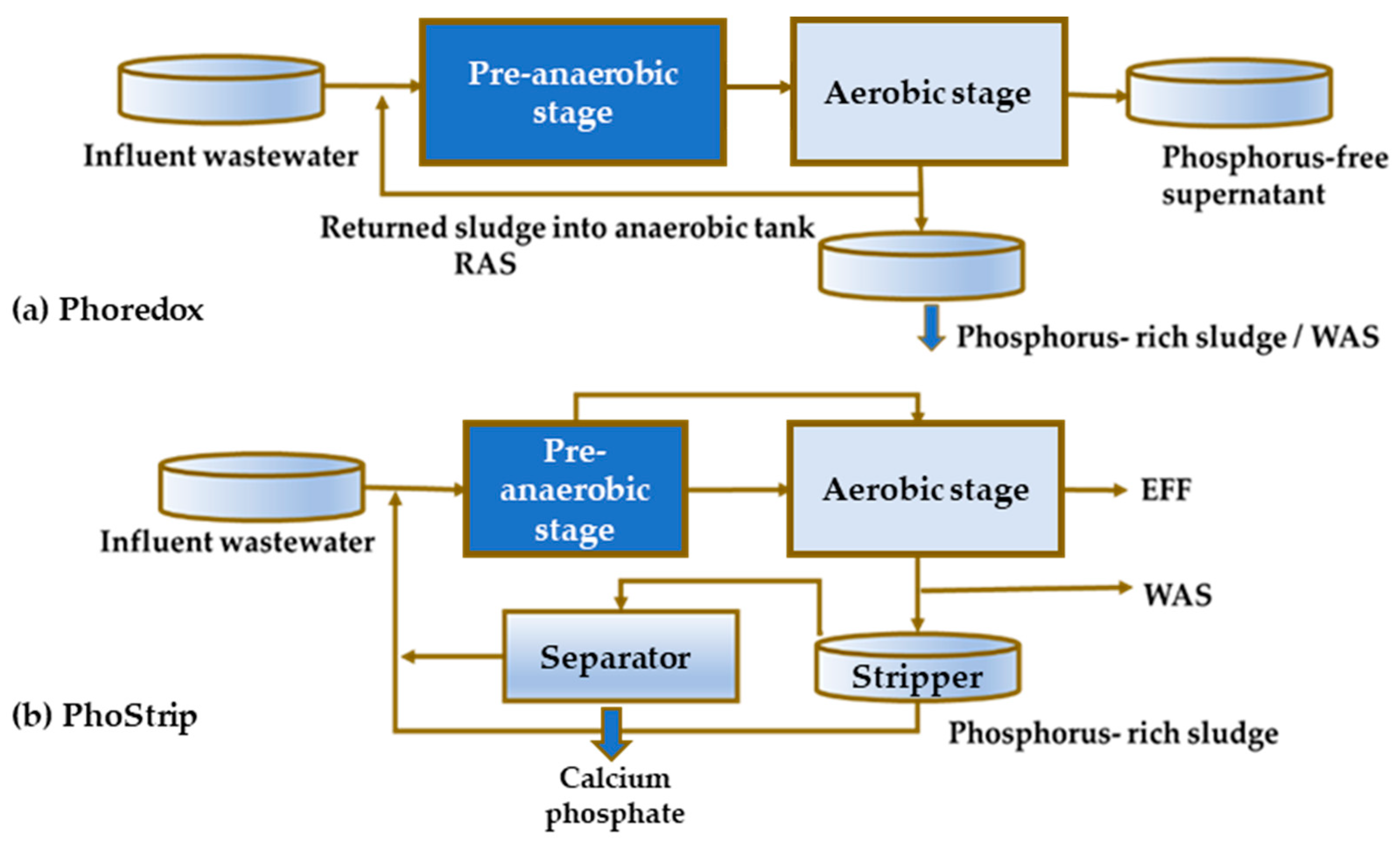 The Occurrence and Role of Tetrasphaera in Enhanced Biological ...