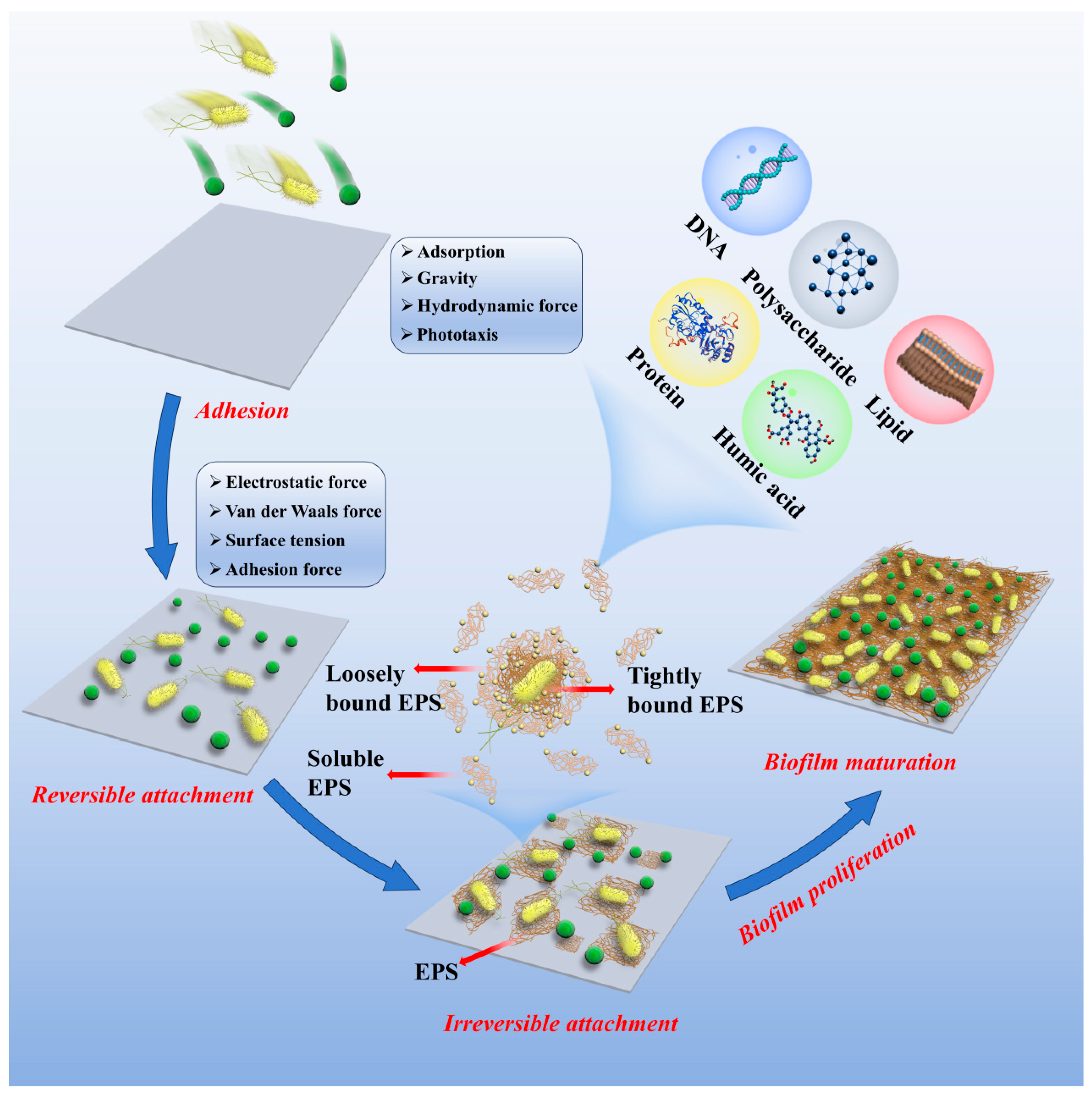 Microalgal–Bacteria Biofilm in Wastewater Treatment: Advantages ...