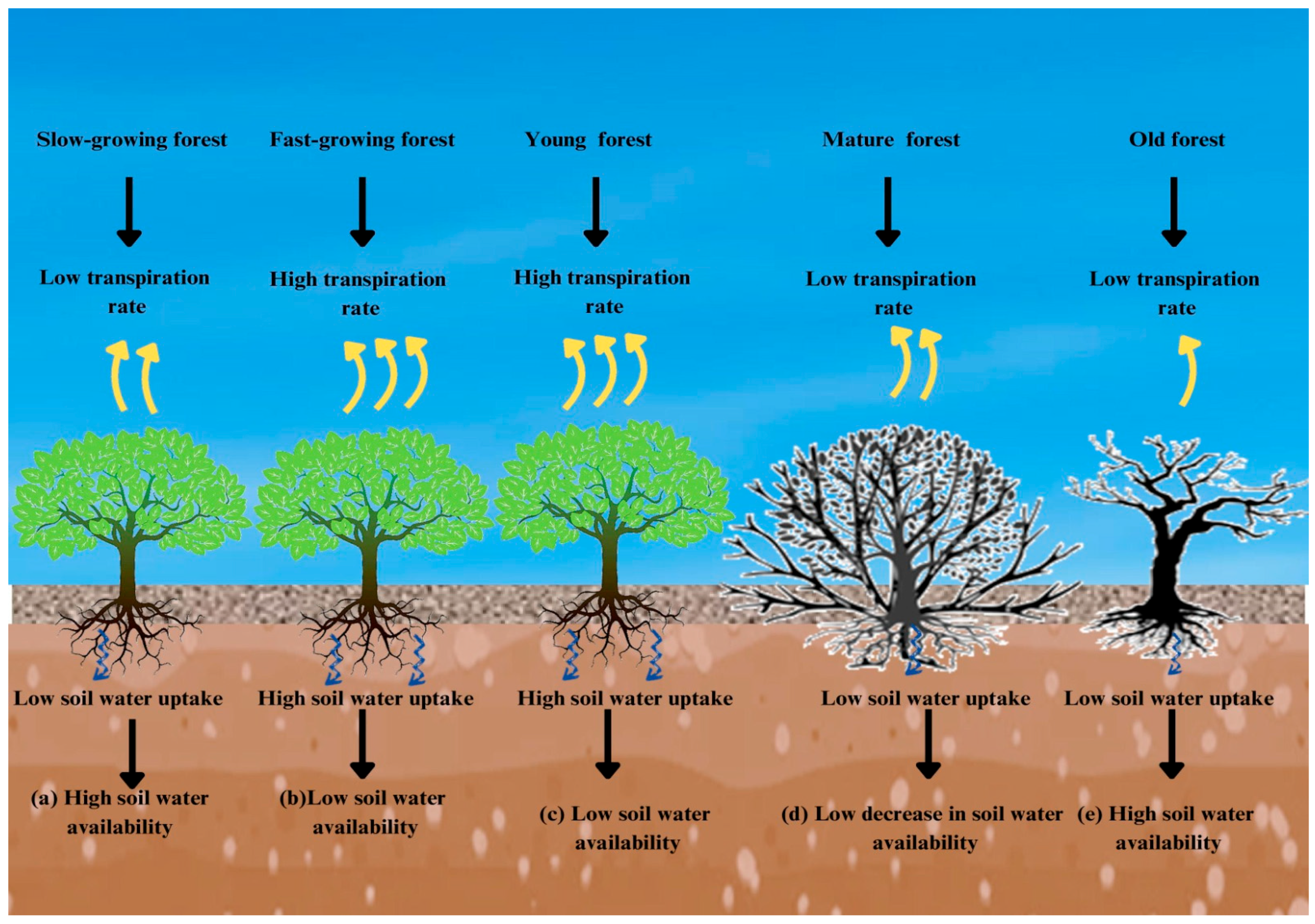 Interactions Between Forest Cover and Watershed Hydrology: A Conceptual ...