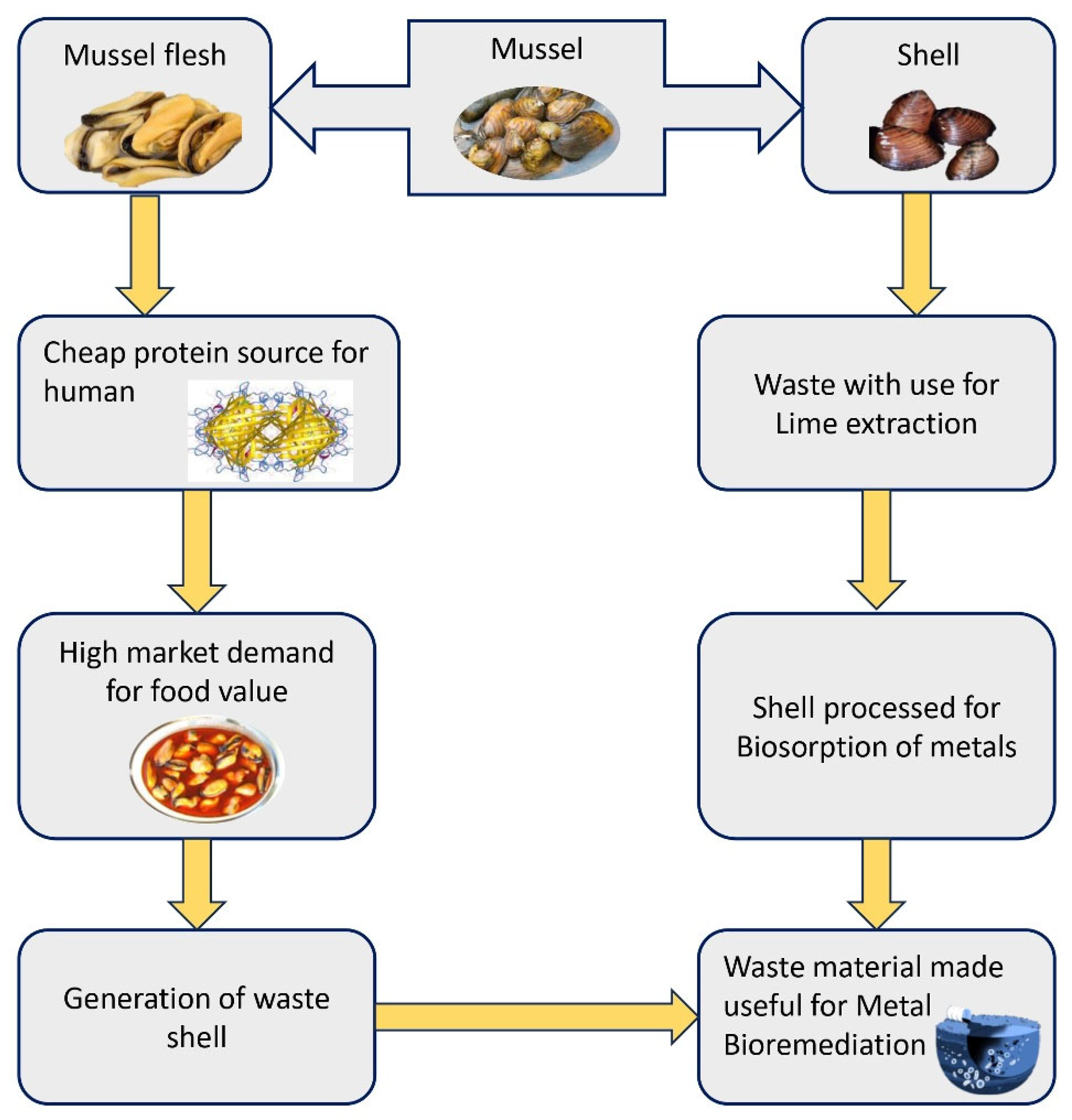 Freshwater Mussels as Multifaceted Ecosystem Engineers: Insights into ...