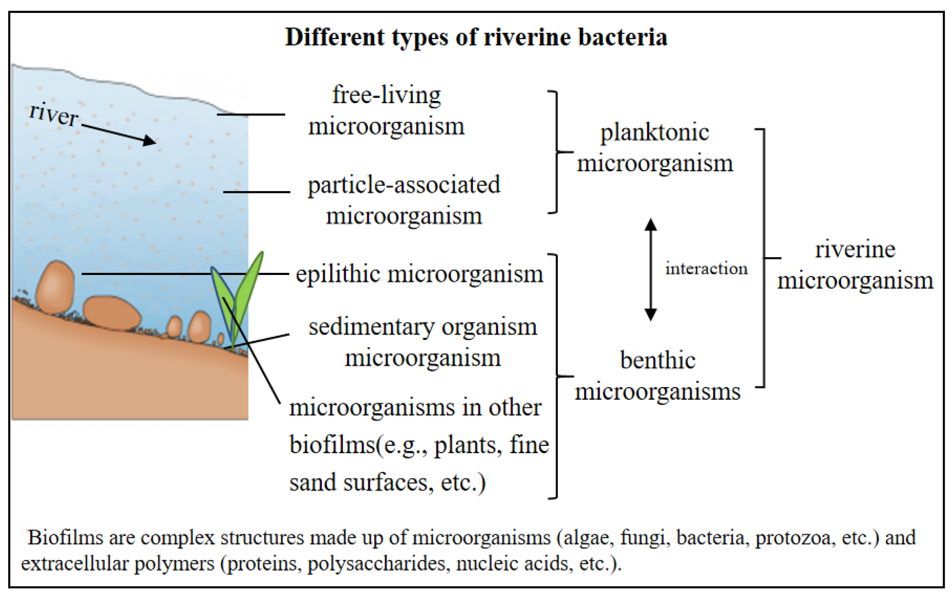 Review on Riverine Bacteria from the Perspective of River Dynamics | MDPI